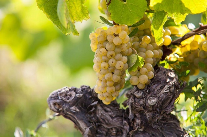 Terroirs & Grape varieties - Eric Chevalier Vigneron - 44